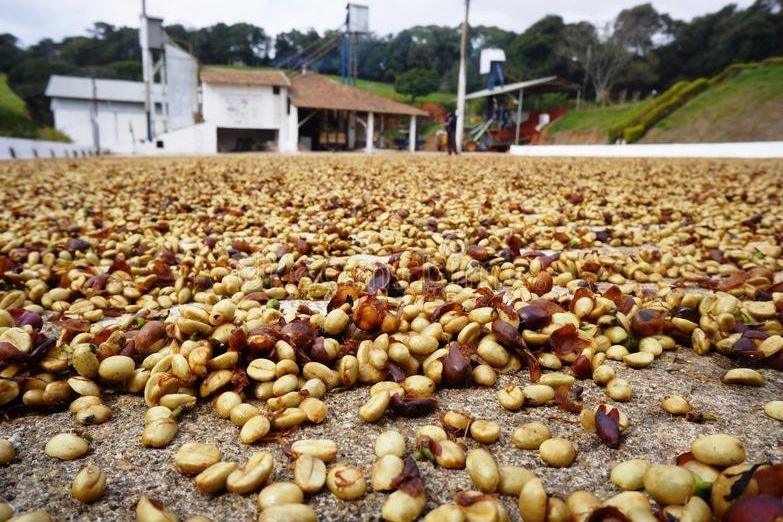 Brazil - Single Origin Coffee - Java Boss Coffee Company