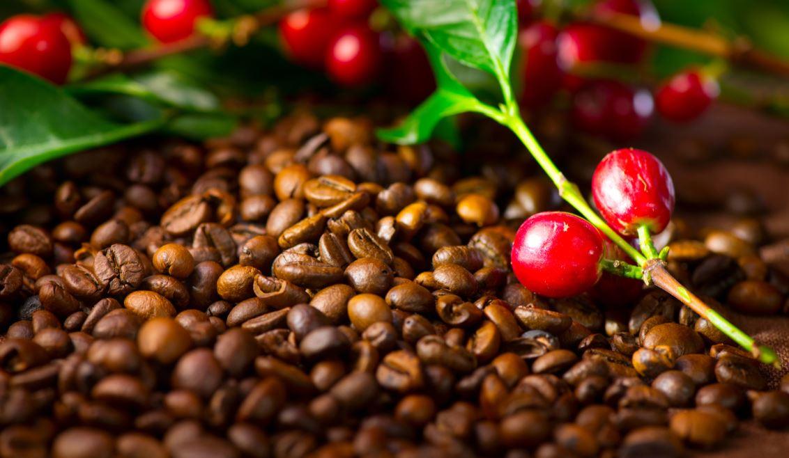 Brazil - Single Origin Coffee - Java Boss Coffee Company