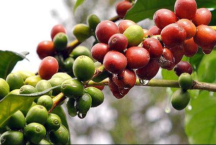 Brazil - Single Origin Coffee - Java Boss Coffee Company